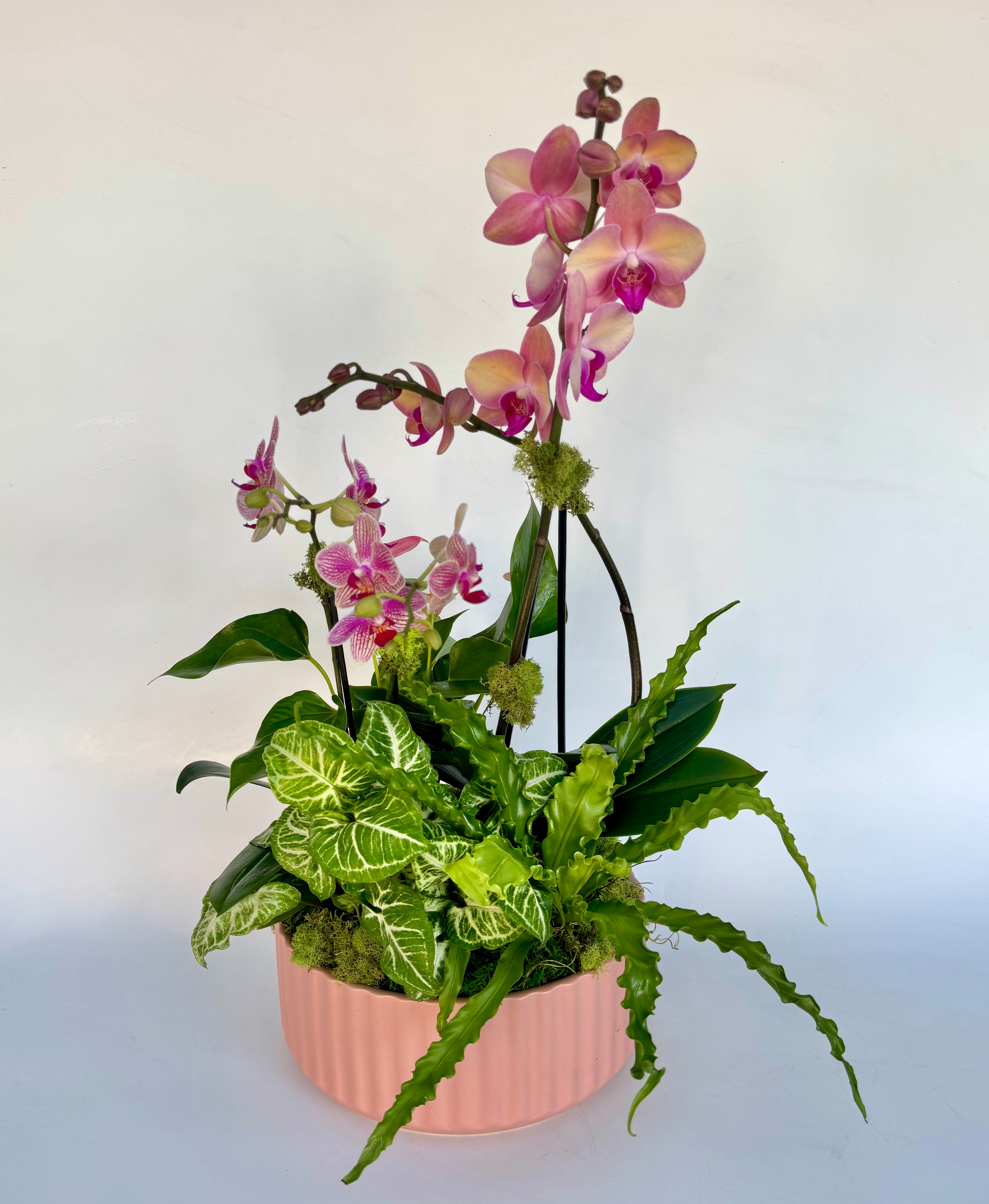 The Barbie Plant Arrangement – Bloom Garden Shop